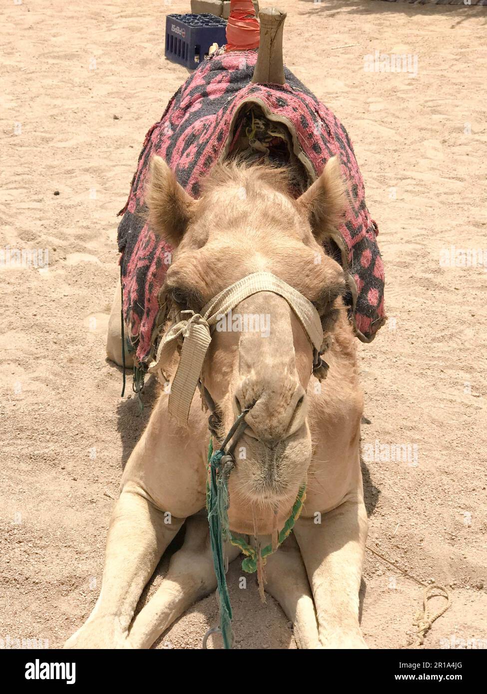 A large beautiful beige is a strong majestic camel, an exotic trained ...