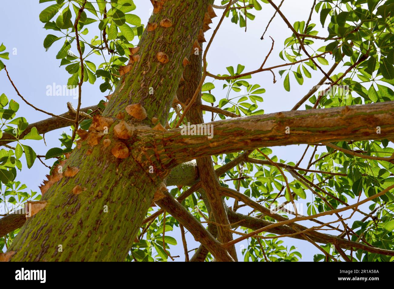 A big scary tree with a barbed bark with spikes sharp exotic tropical ...