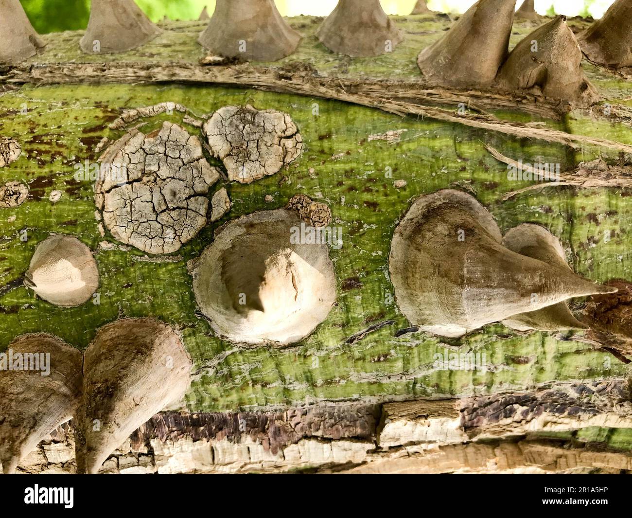 The texture is a wooden green tree, the plants are chorused with sharp ...