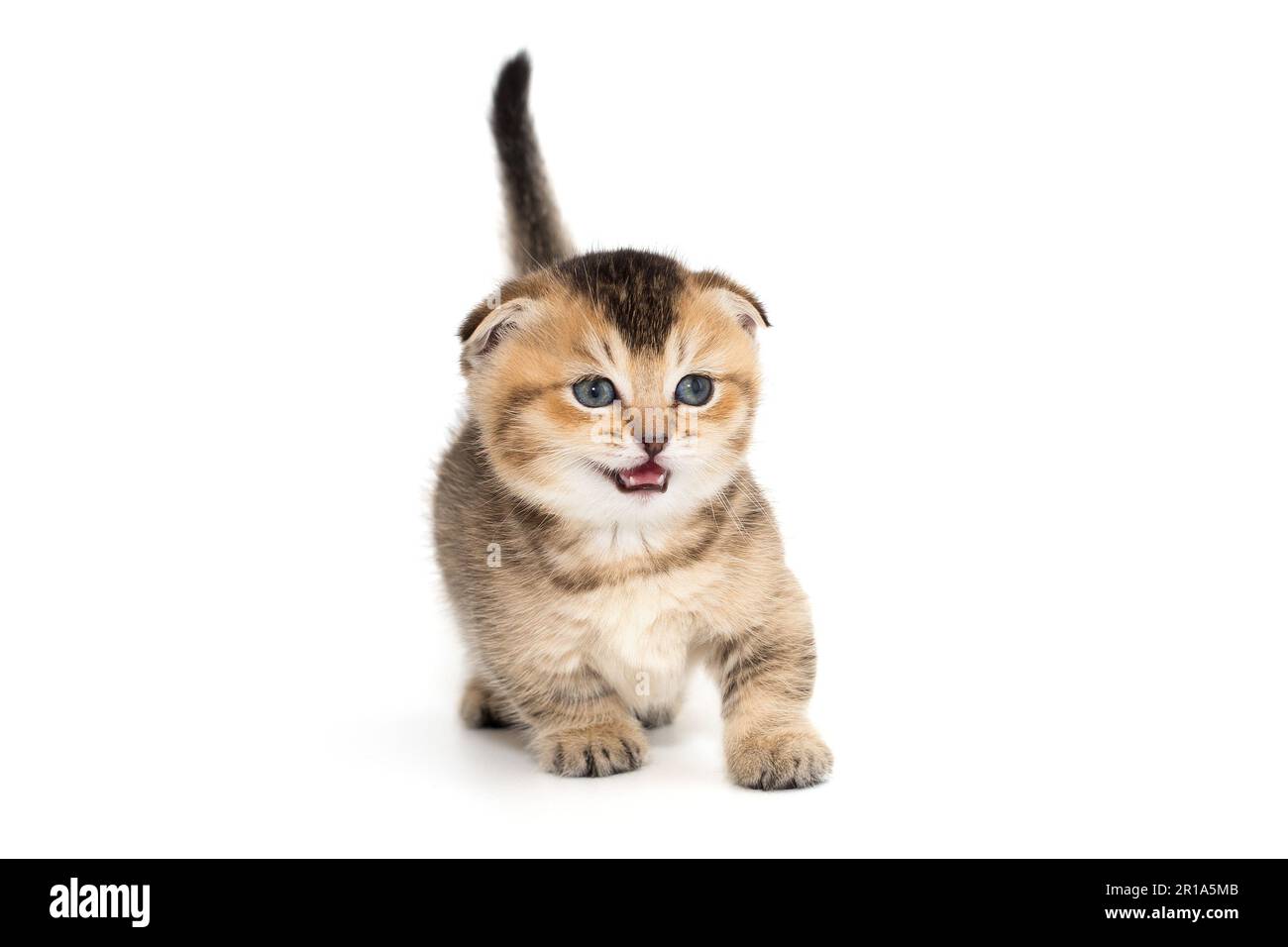 Funny Scottish fold kitten on short paws, meows, isolated on a white ...