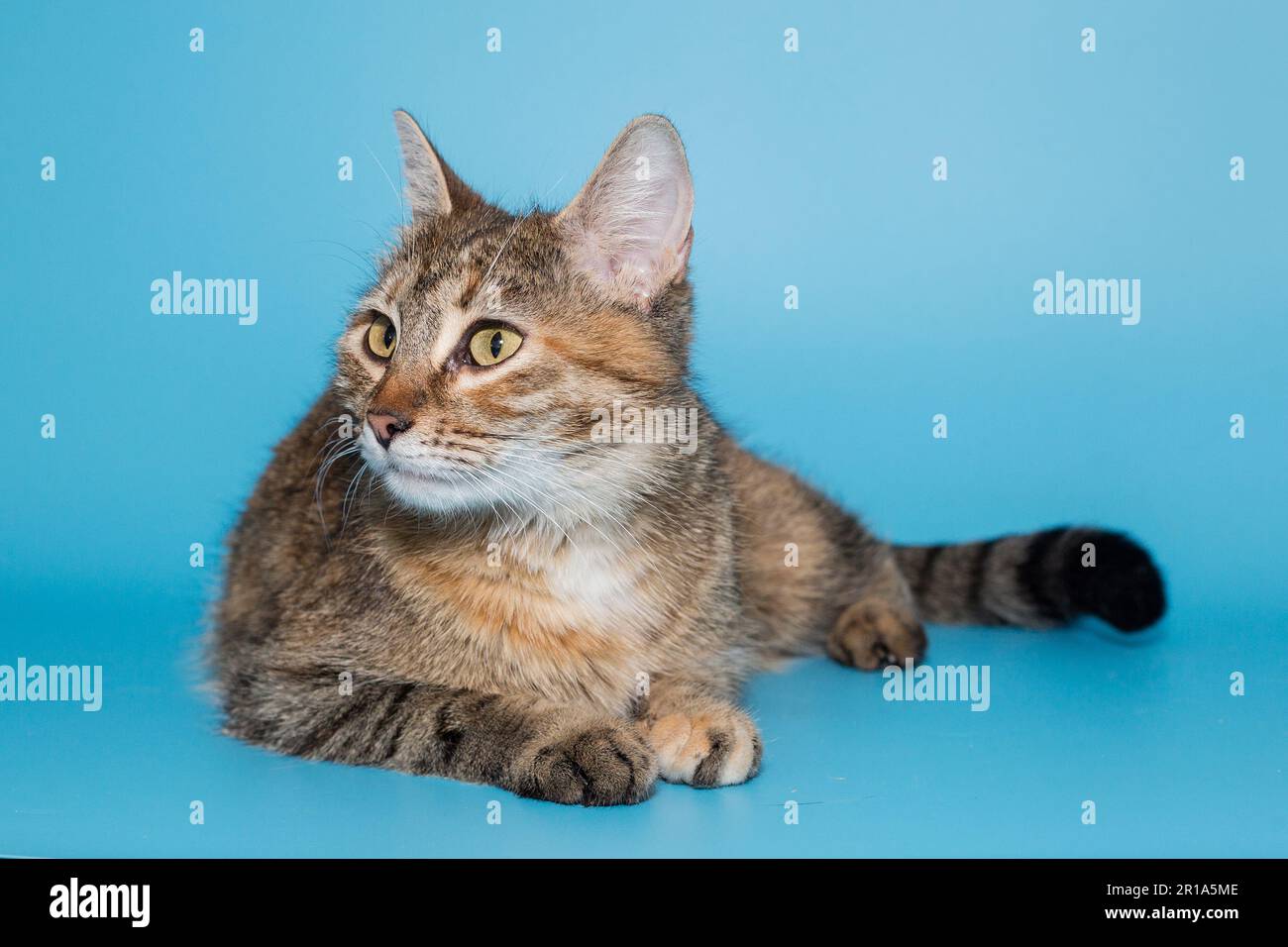 Portrait of a serious gray cat on a blue background Stock Photo - Alamy