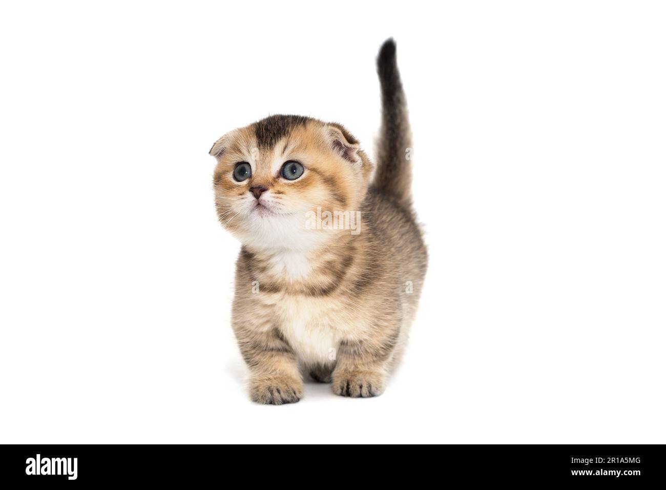 Funny Scottish fold kitten on short legs, isolated on a white ...