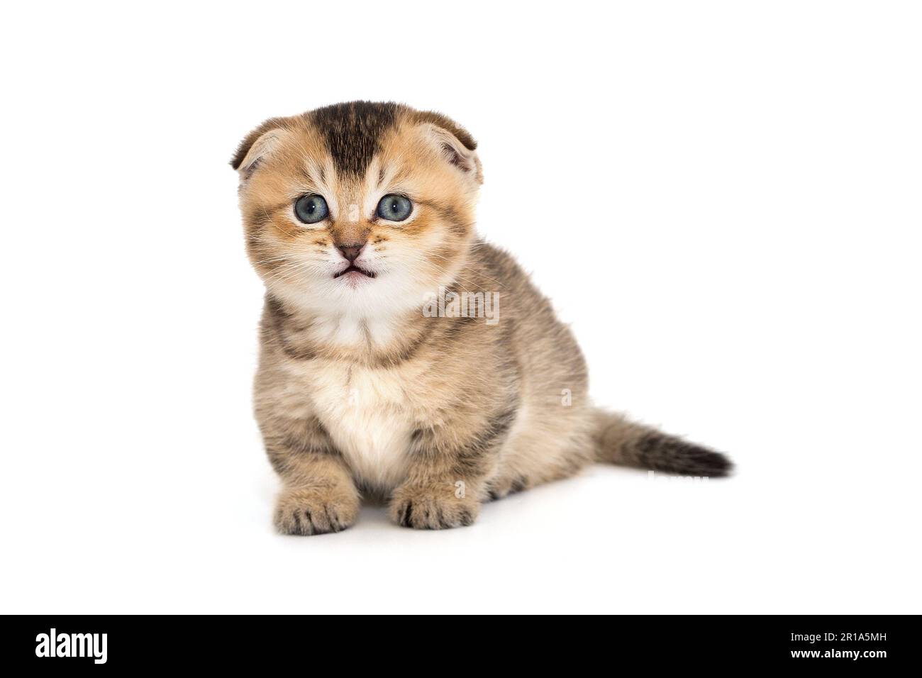 Funny Scottish fold kitten on short legs, isolated on a white ...