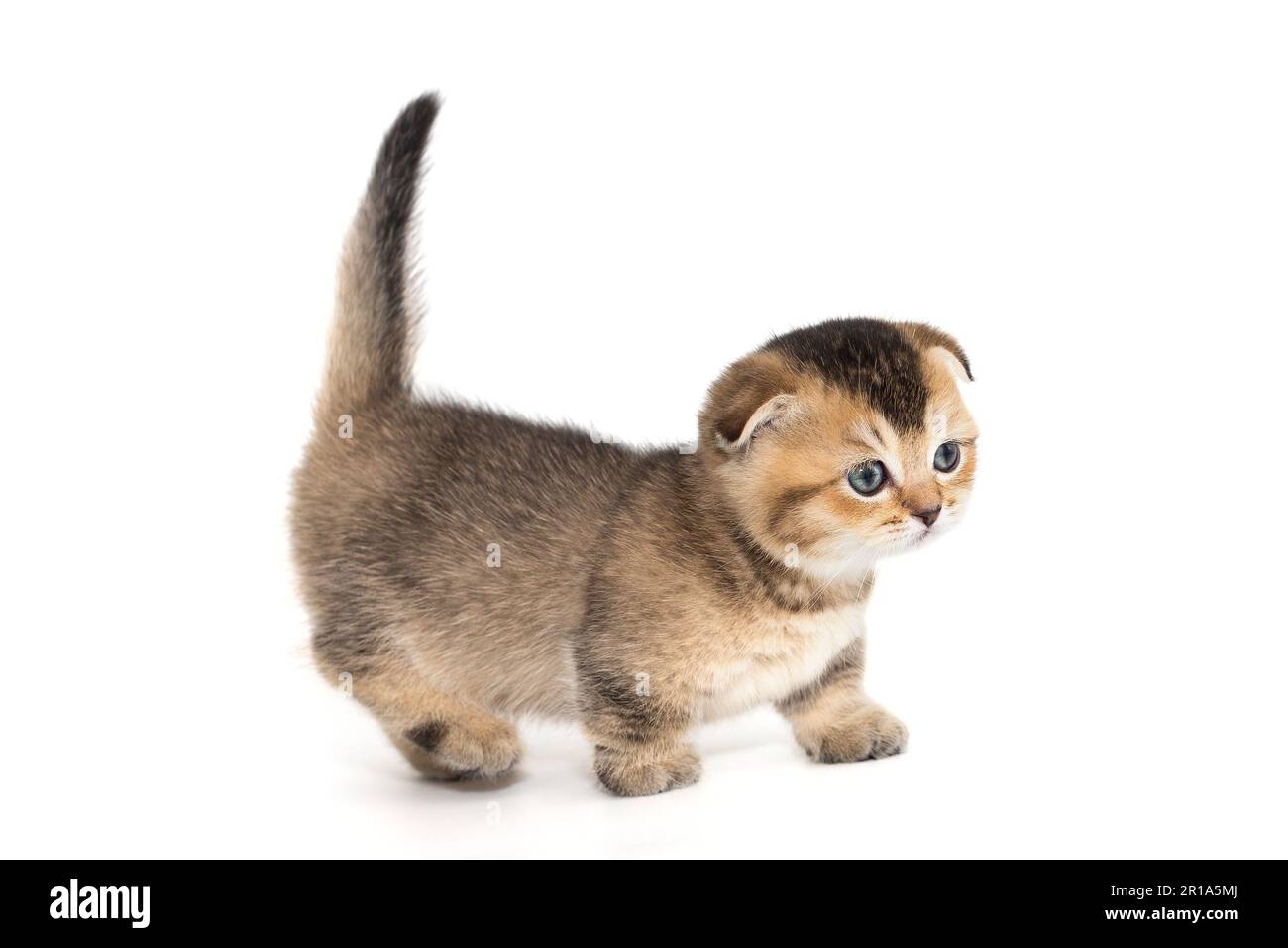 Funny Scottish fold kitten on short legs, side view, isolated on a ...