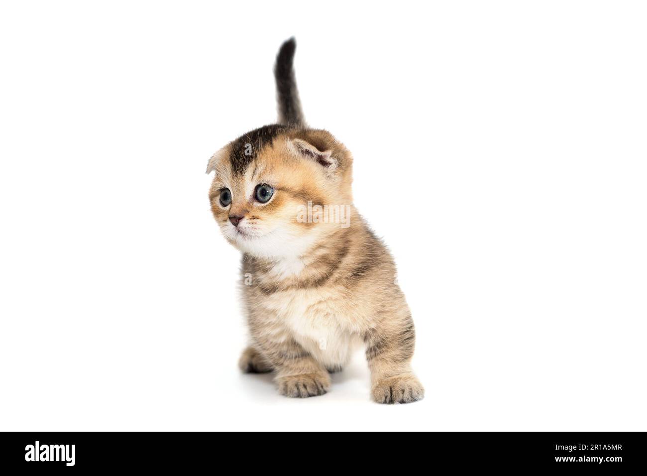 Funny Scottish fold kitten on short legs, isolated on a white ...