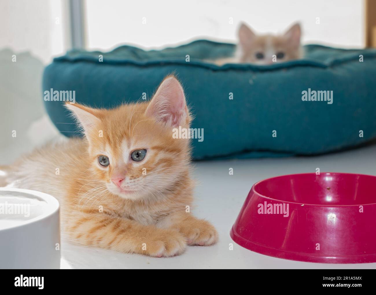 Two little kittens in a shelter cage are waiting for their new family ...