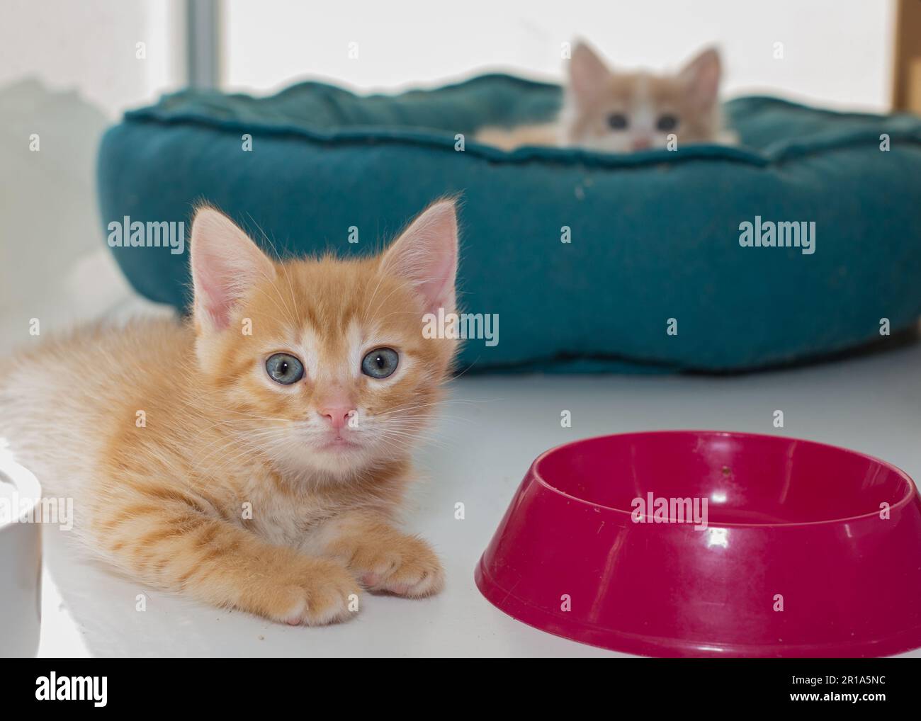 Two little kittens sitting hi-res stock photography and images - Alamy