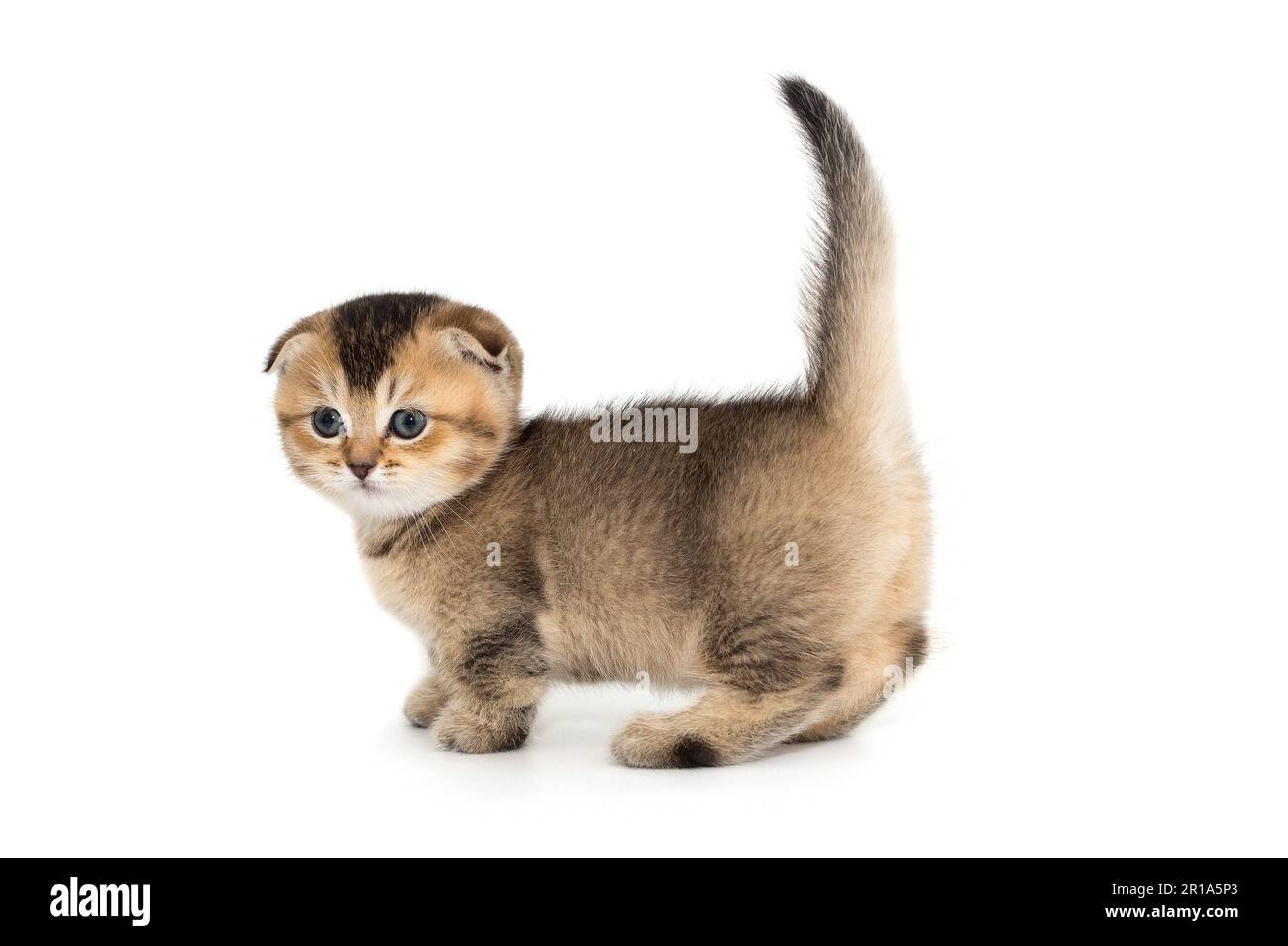 Funny Scottish fold kitten on short legs, side view, isolated on a ...