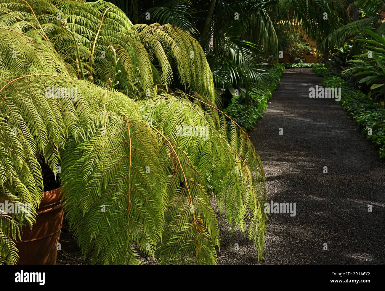 shot at fern in Botanic Garden and path in the shadow of trees Stock ...
