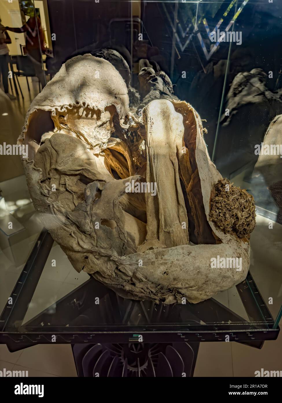 The mummy of an adolescent Inca boy offered as a sacrifice in the Andes ...