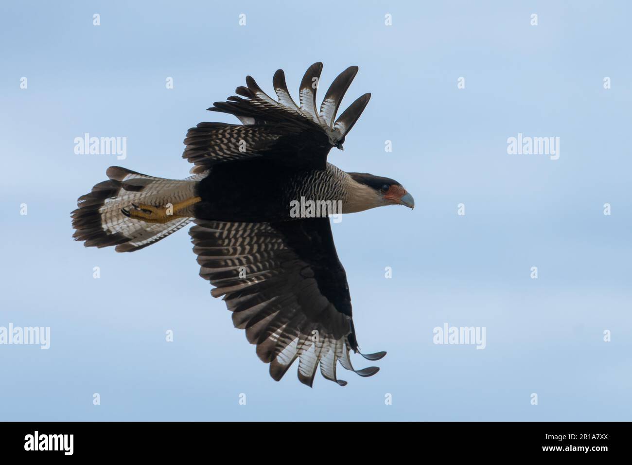 A Crested Caracara, Caracara plancus, in flight in the San Luis ...