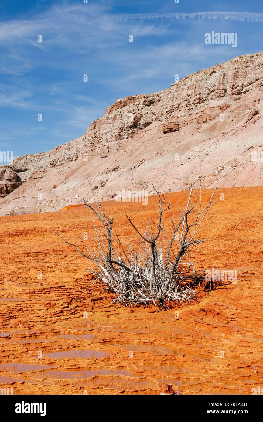 A dead shrub surrounded by colorful travertine deposits around the ...