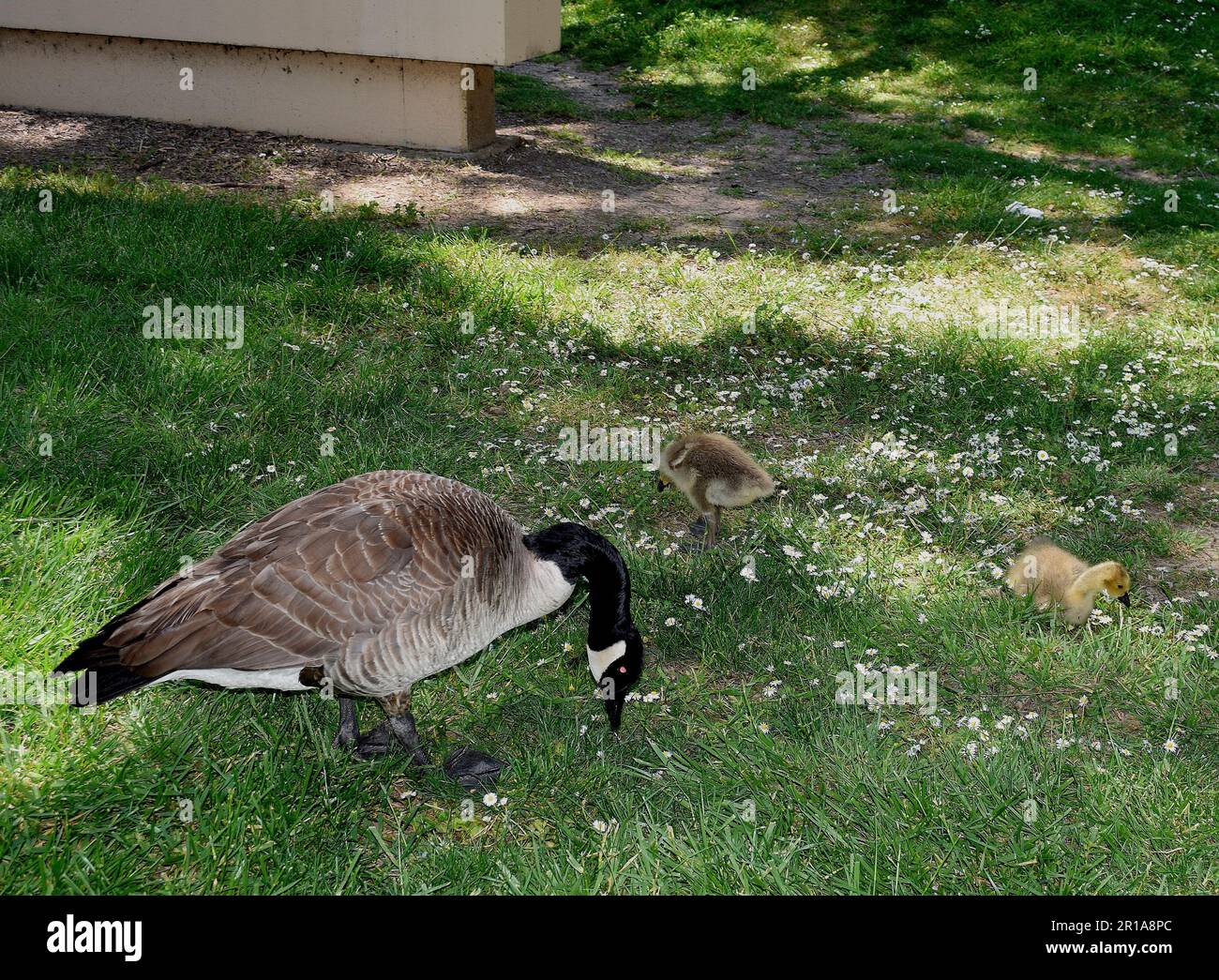 Canada Geese, Branta canadensis, next to Union City public Library in ...
