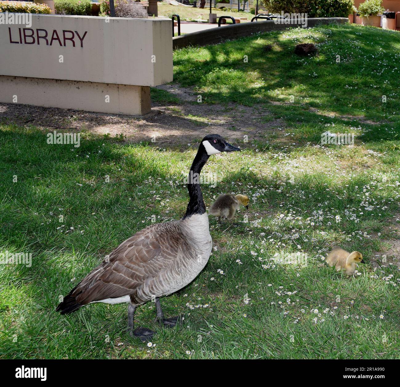Canada Geese, Branta canadensis, next to Union City public Library in ...