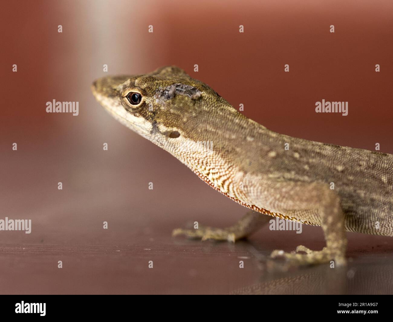 Macro of a lizard walking on a metal surface copy space Stock Photo - Alamy