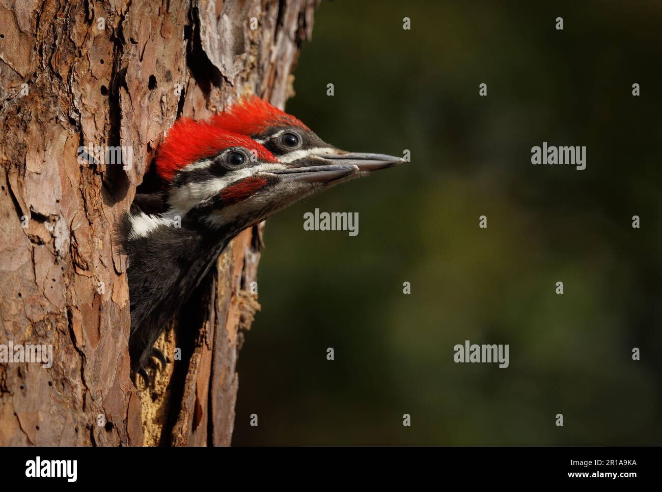 A pileated woodpecker nest Stock Photo - Alamy