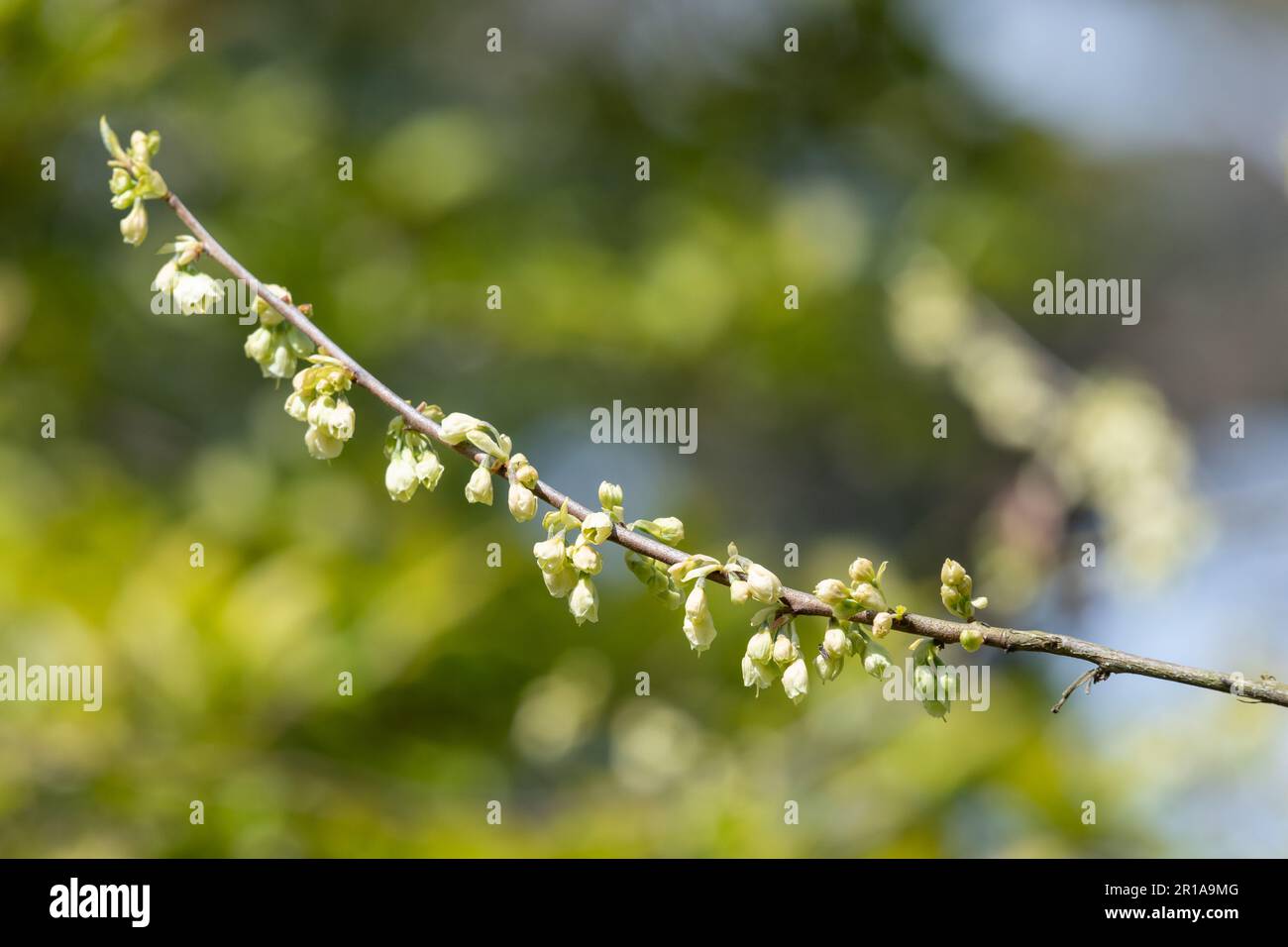 Close up of flowers on a mountain snowdrop (halesia monticola) tree ...