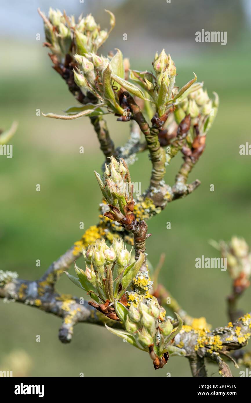 Pear tree buds pyrus communis hi-res stock photography and images - Alamy