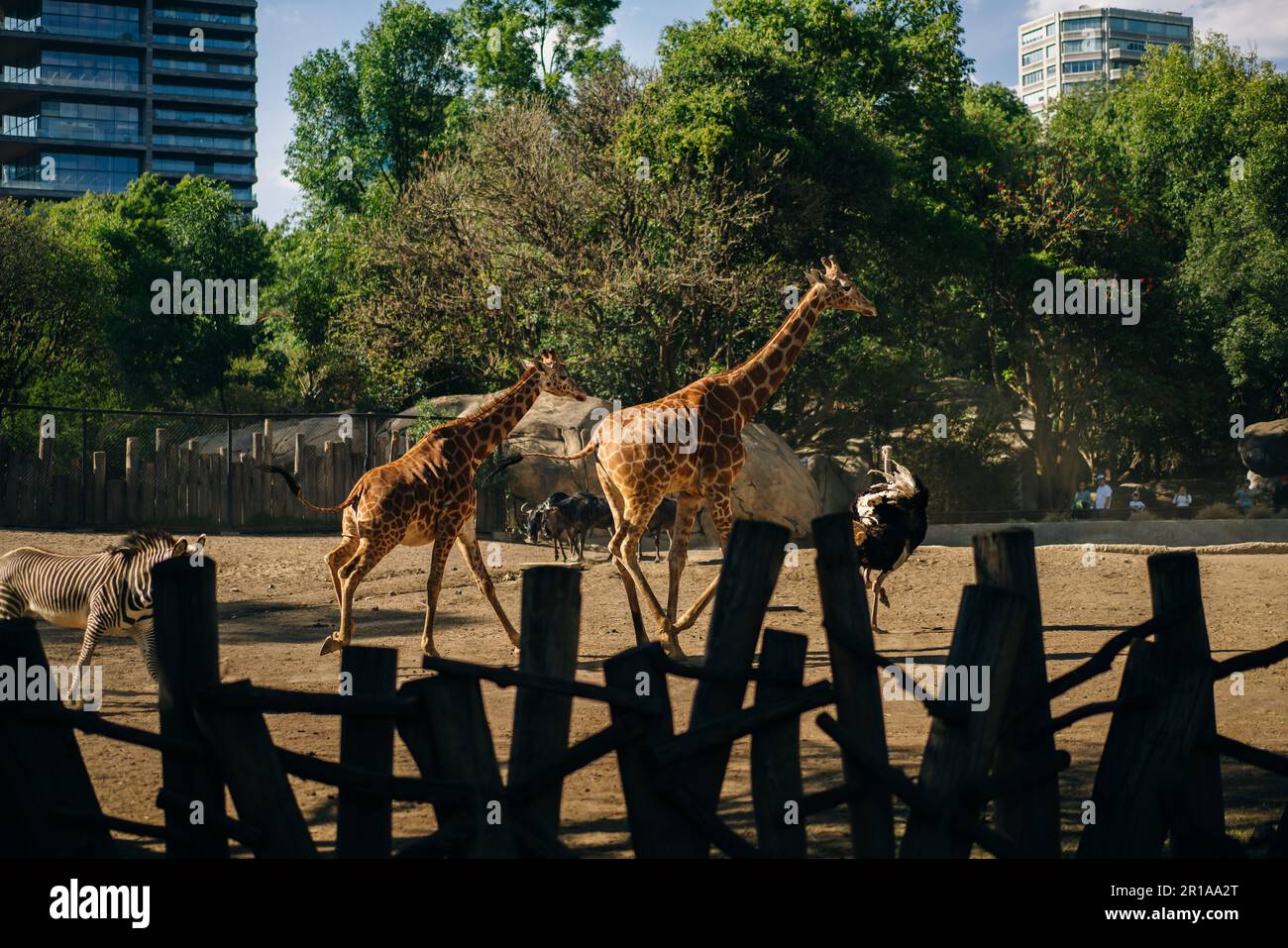 Beautiful giraffe and zebra in the zoo of the capital of Mexico. High ...