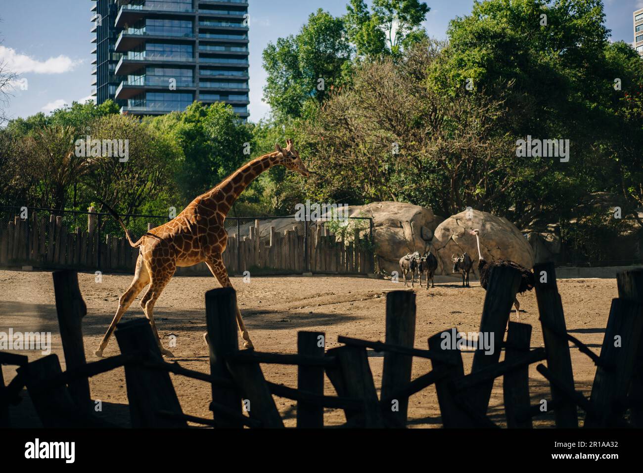 Beautiful giraffe and zebra in the zoo of the capital of Mexico. High ...