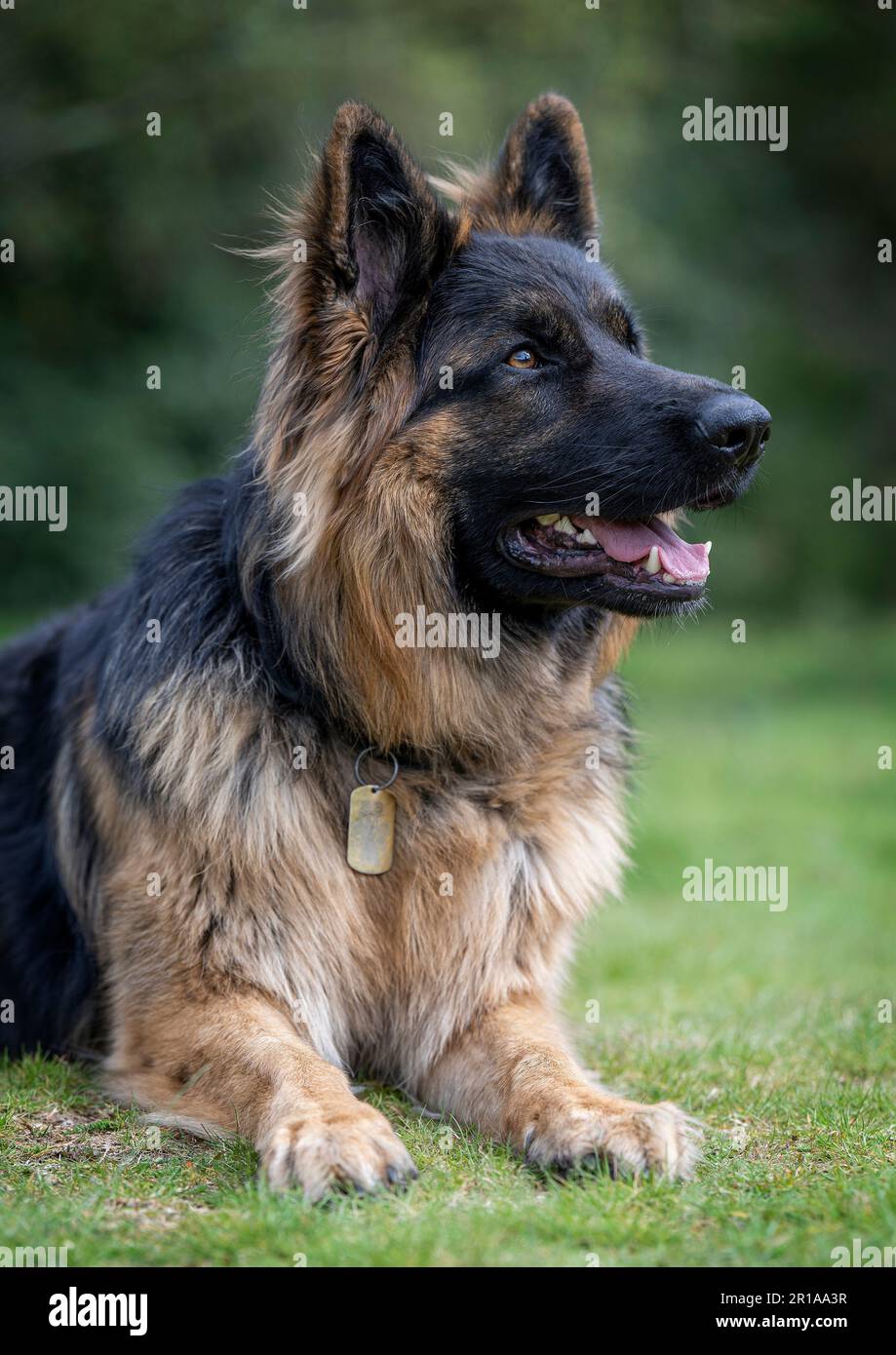 Portrait of a male German Shepherd Dog in a field Stock Photo - Alamy