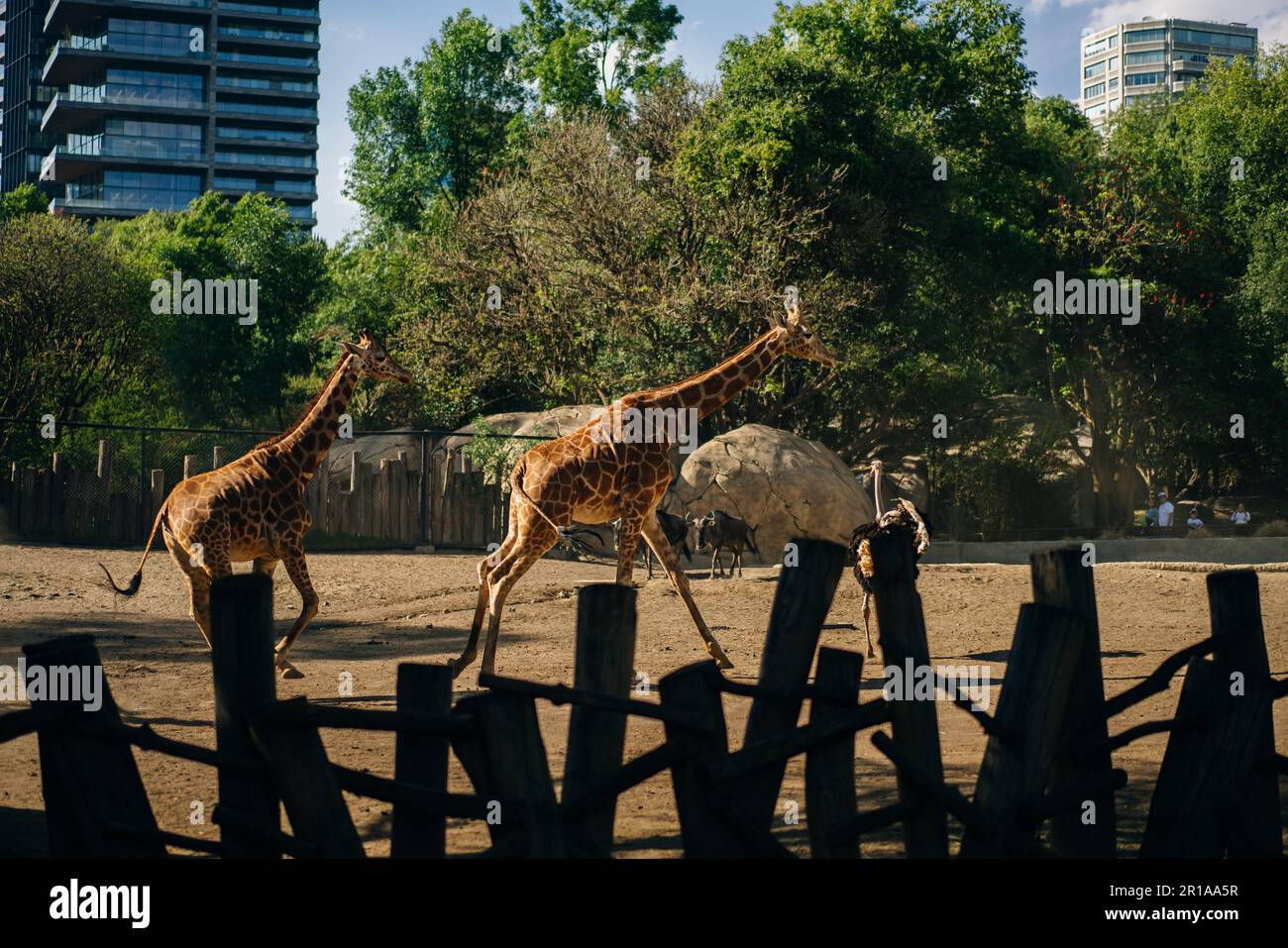 Beautiful giraffe and zebra in the zoo of the capital of Mexico. High ...