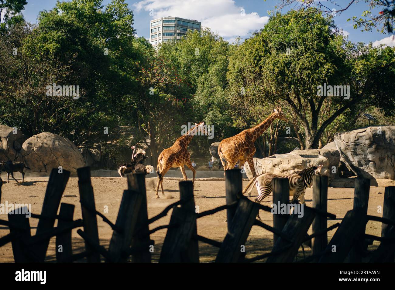 Beautiful giraffe and zebra in the zoo of the capital of Mexico. High ...