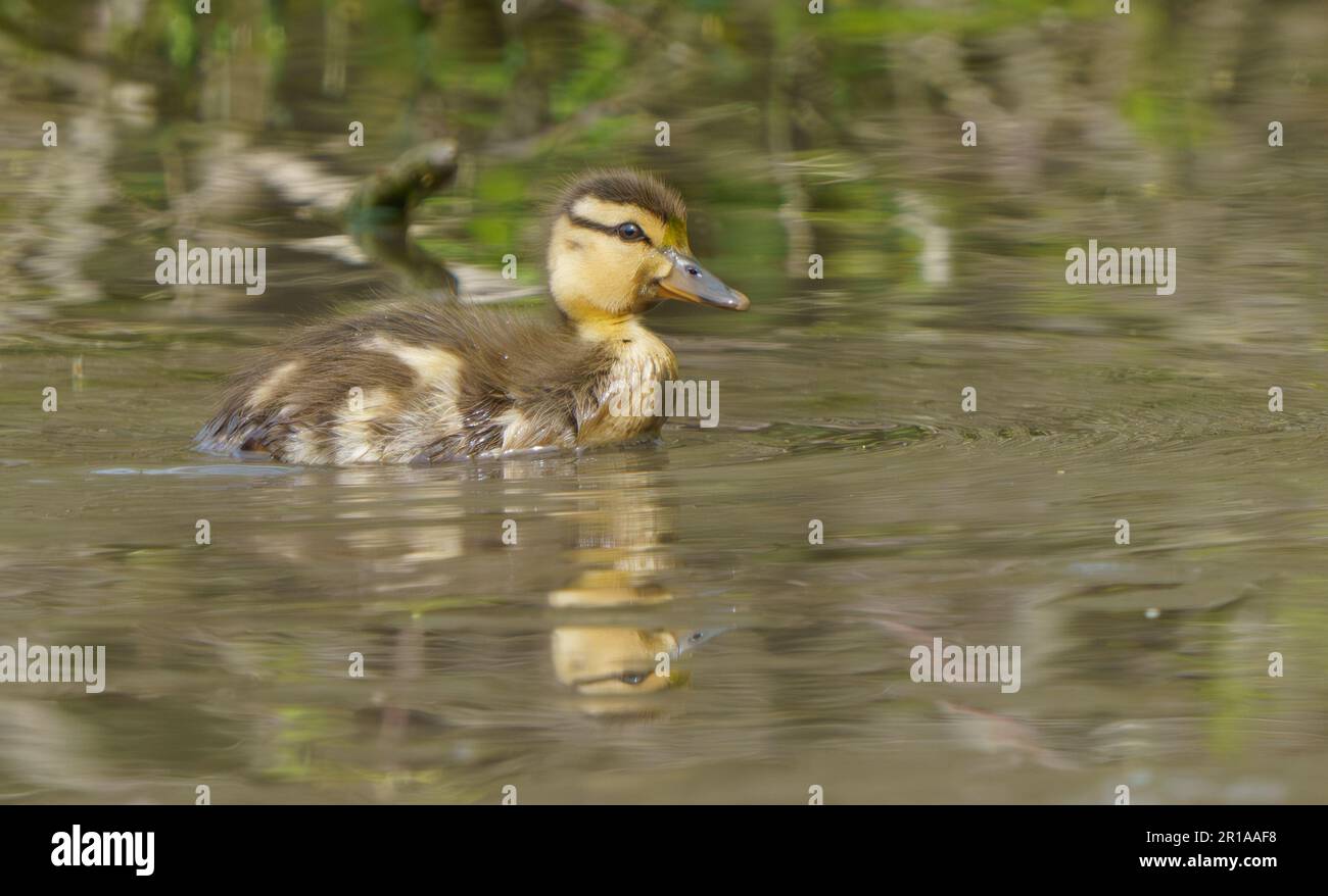 Geist reservoir indiana hi-res stock photography and images - Alamy