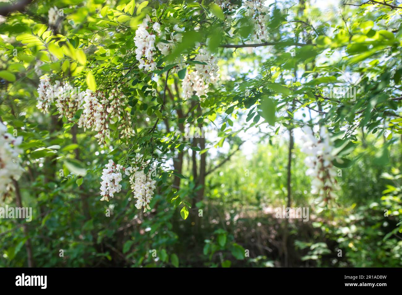 Acacia white Flowers and leaves. A flowering plant in the spring used ...
