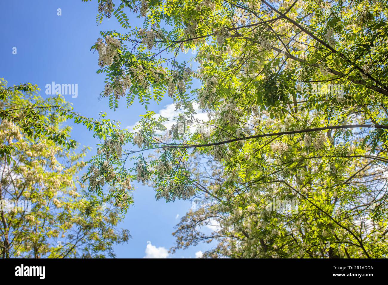 Acacia white Flowers and leaves. A flowering plant in the spring used ...