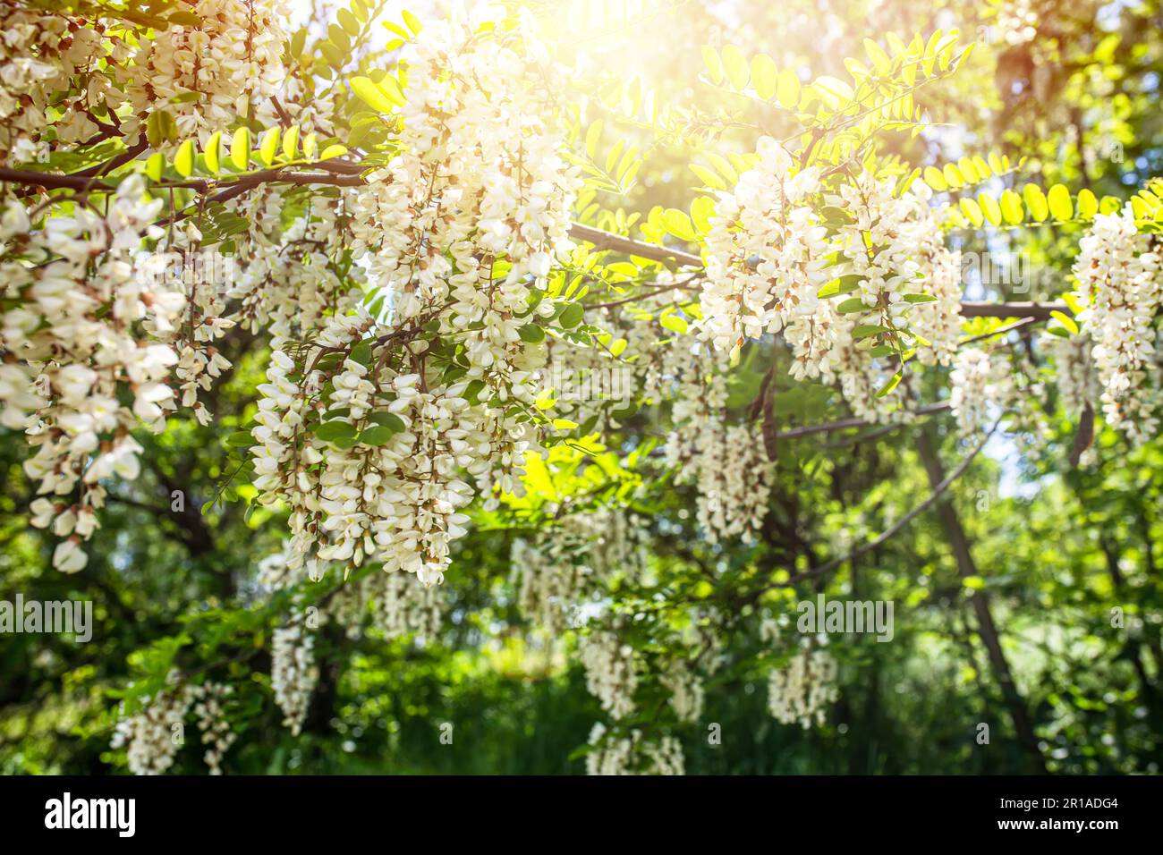 Acacia on the branches of pseudoacacia in the spring. A flowering tree ...