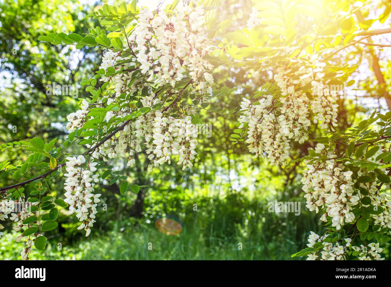 Acacia on the branches of pseudoacacia in the spring. A flowering tree ...