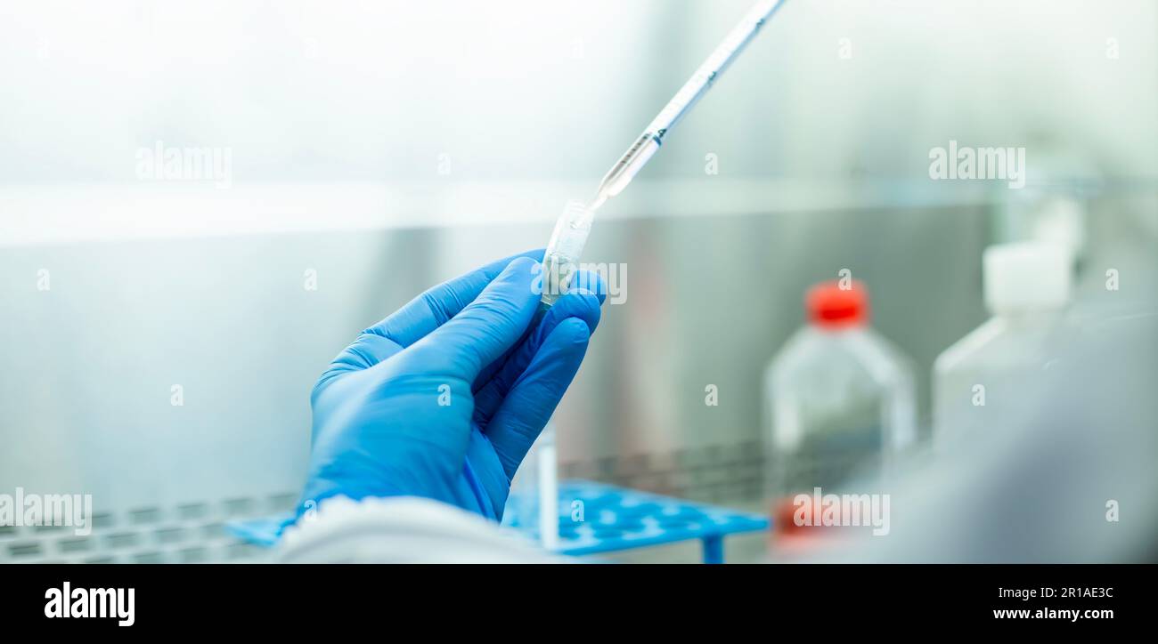A chemist wearing protective gloves conducting a scientific experiment ...