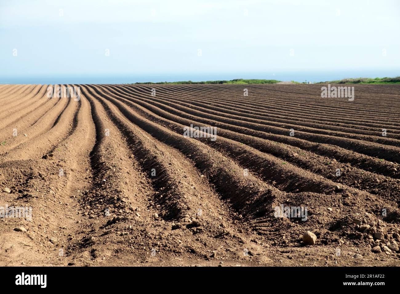 Rows of ridges brown bare soil planted with potatoes in potato field by ...