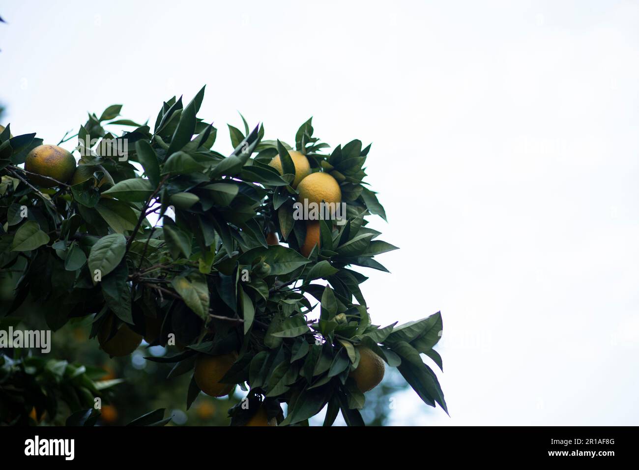 A close-up of a lush citrus tree with vibrant, ripening oranges growing ...