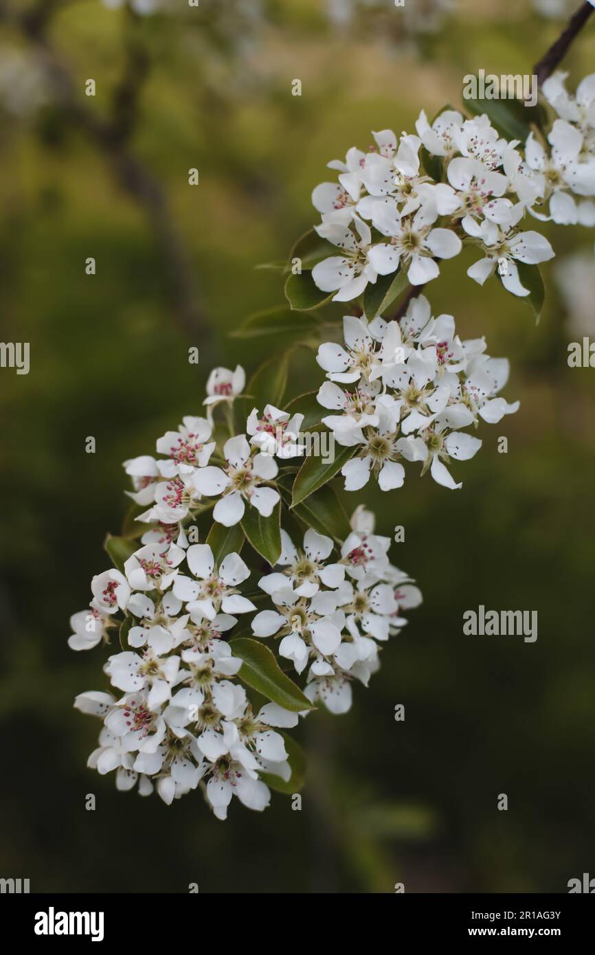 Branches of blossoming cherry macro with soft focus on gentle light ...