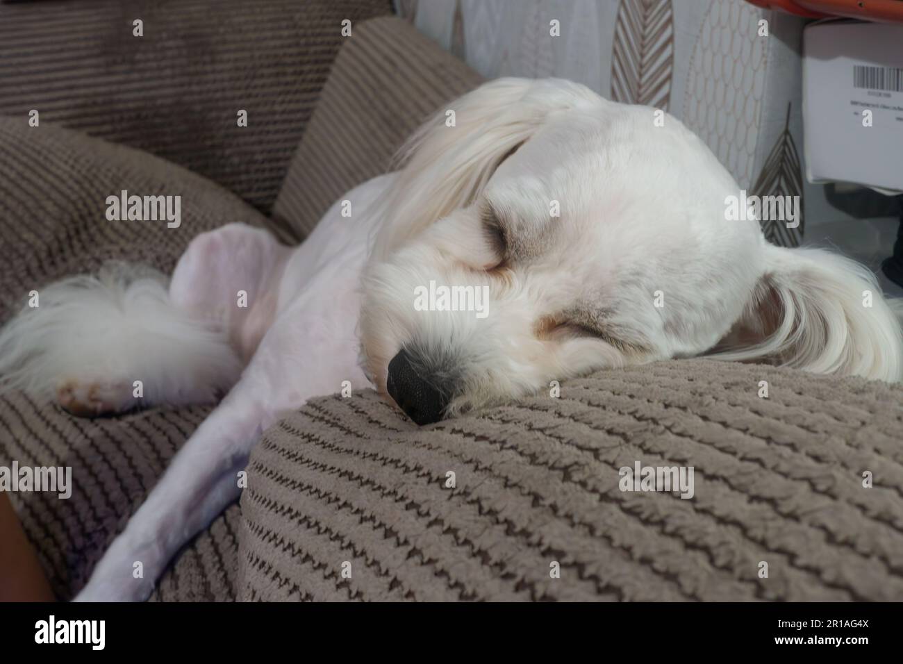 A small, white cavapoo dog asleep on the back of a sofa Stock Photo - Alamy