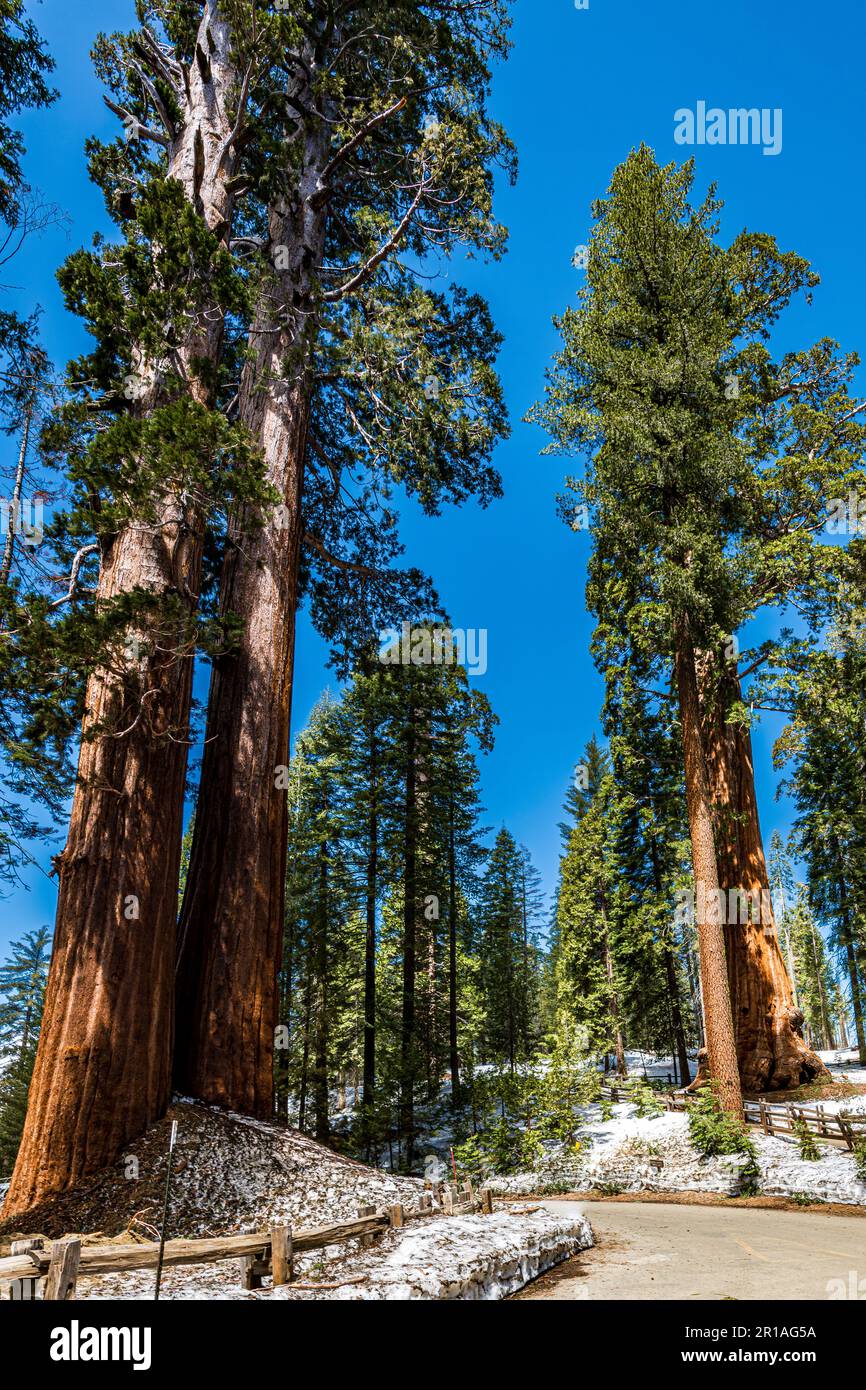 Morning sunlight through the General grant Grove of giant Sequoia in ...