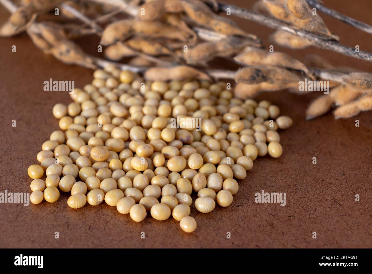 Soybean pods and seeds on plant hi-res stock photography and images - Alamy