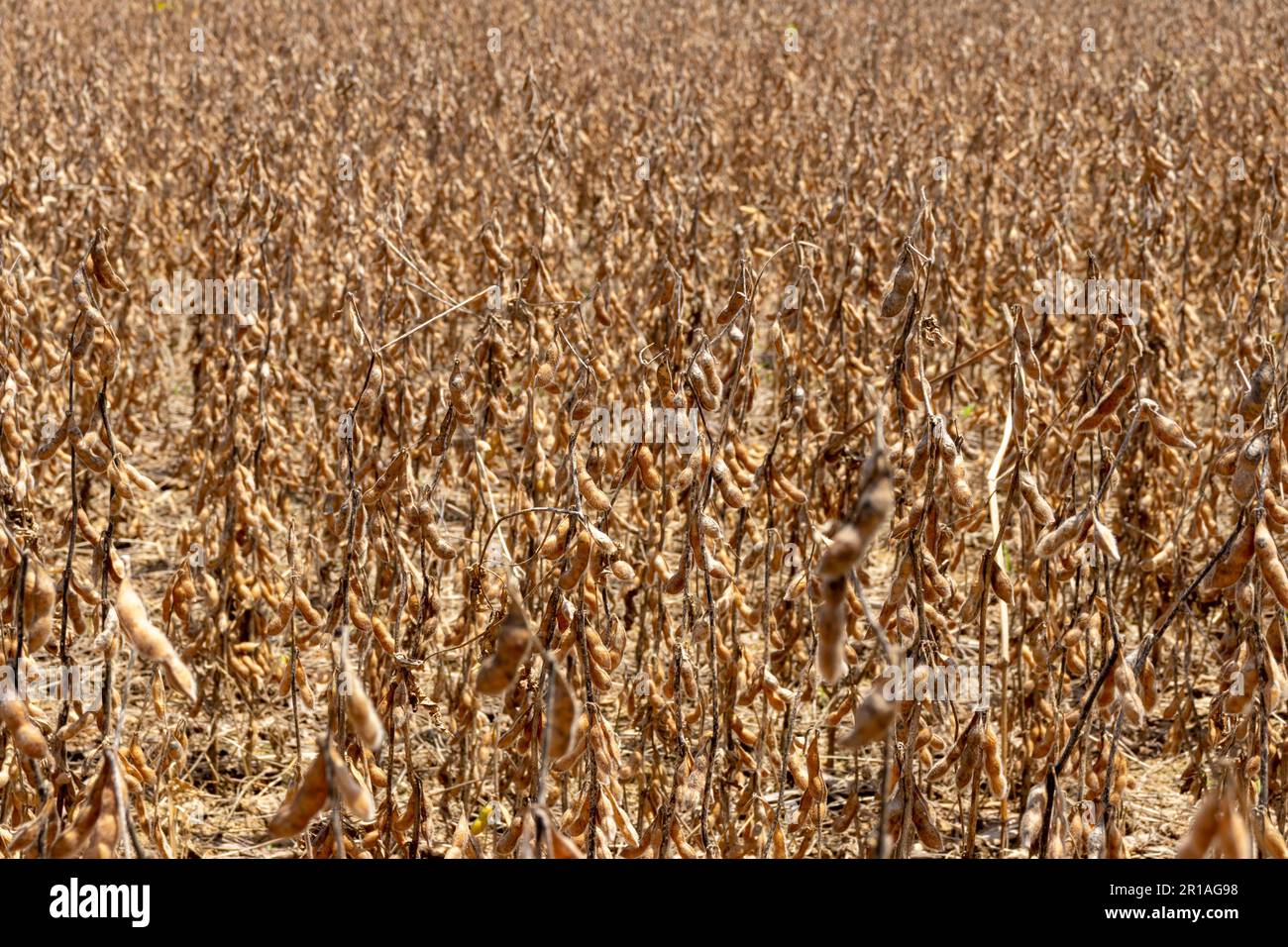 Ripe and dried soybeans on the field ready for harvest Stock Photo - Alamy