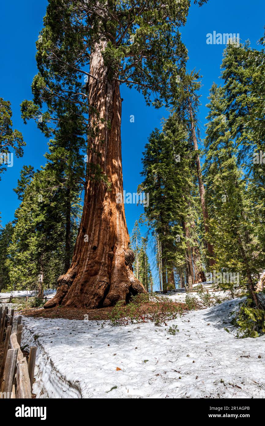 General grant giant sequoia tree hi-res stock photography and images ...