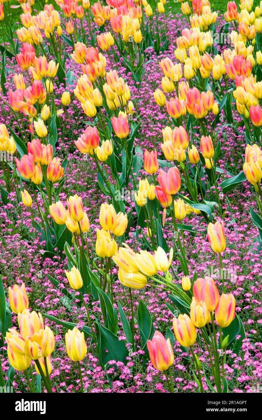 Tulip garden in Villa Carlotta, Lake Como, Italy Stock Photo - Alamy