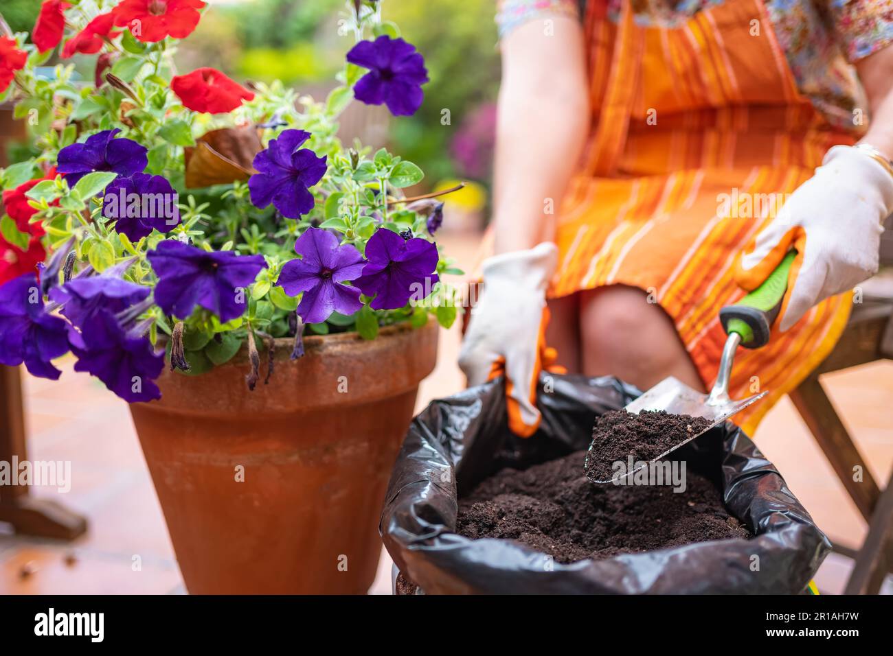 Woman's hands putting compost soil in a pot with flowers in the garden ...