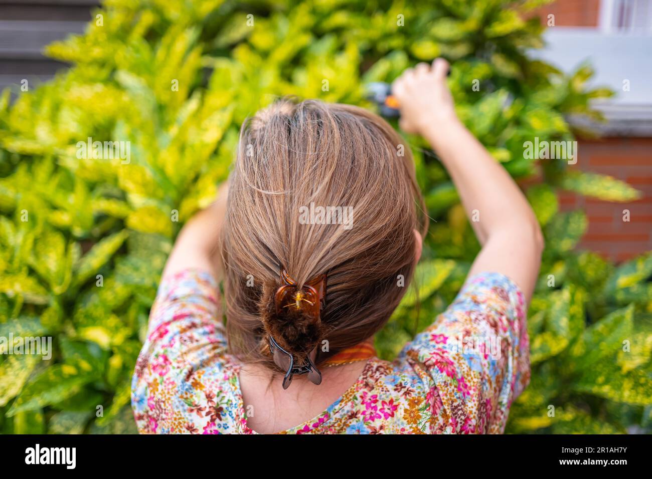 Mature woman cutting leaves of a large plant of exuberant bearing in ...
