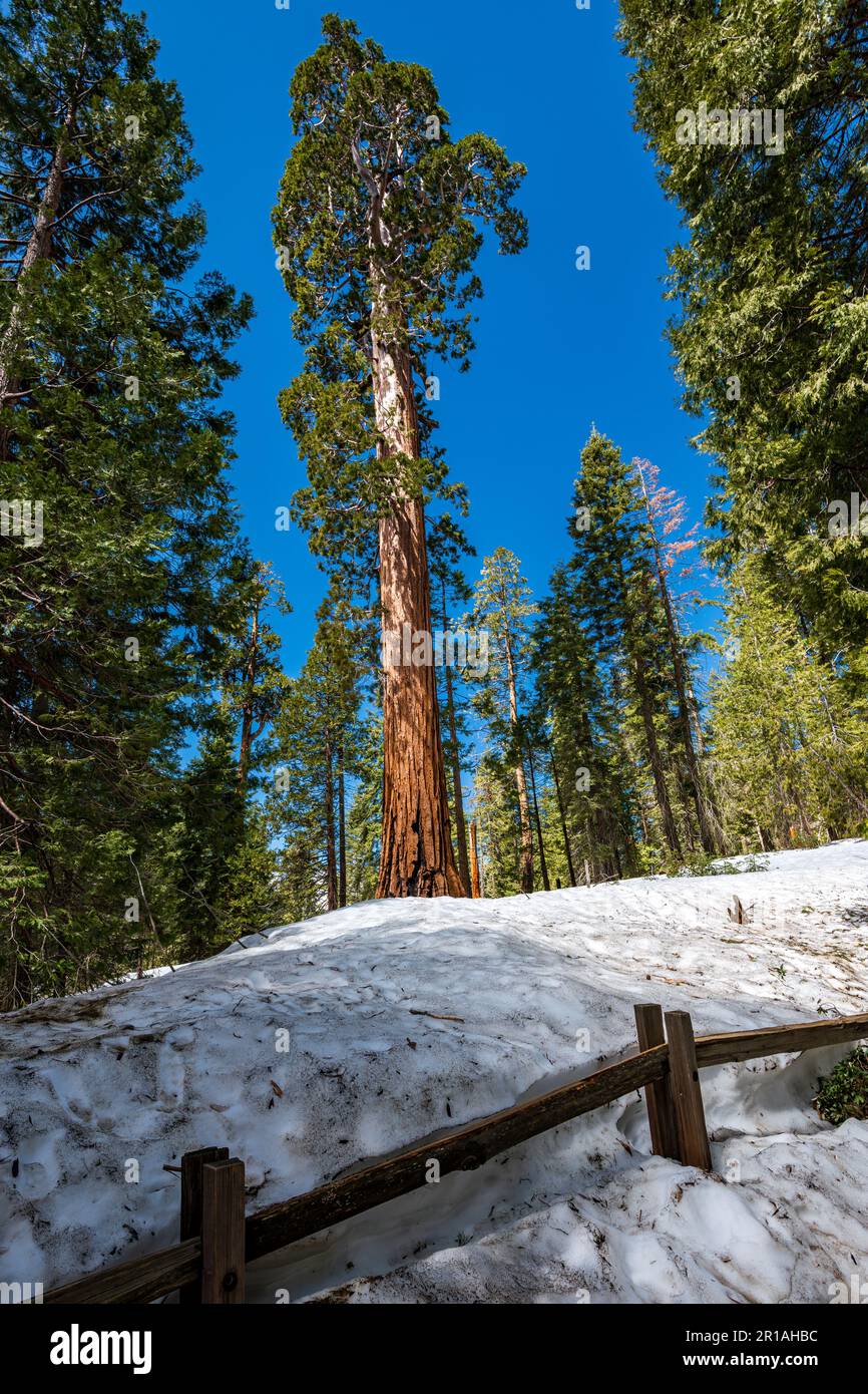 Morning sunlight through the General grant Grove of giant Sequoia in ...