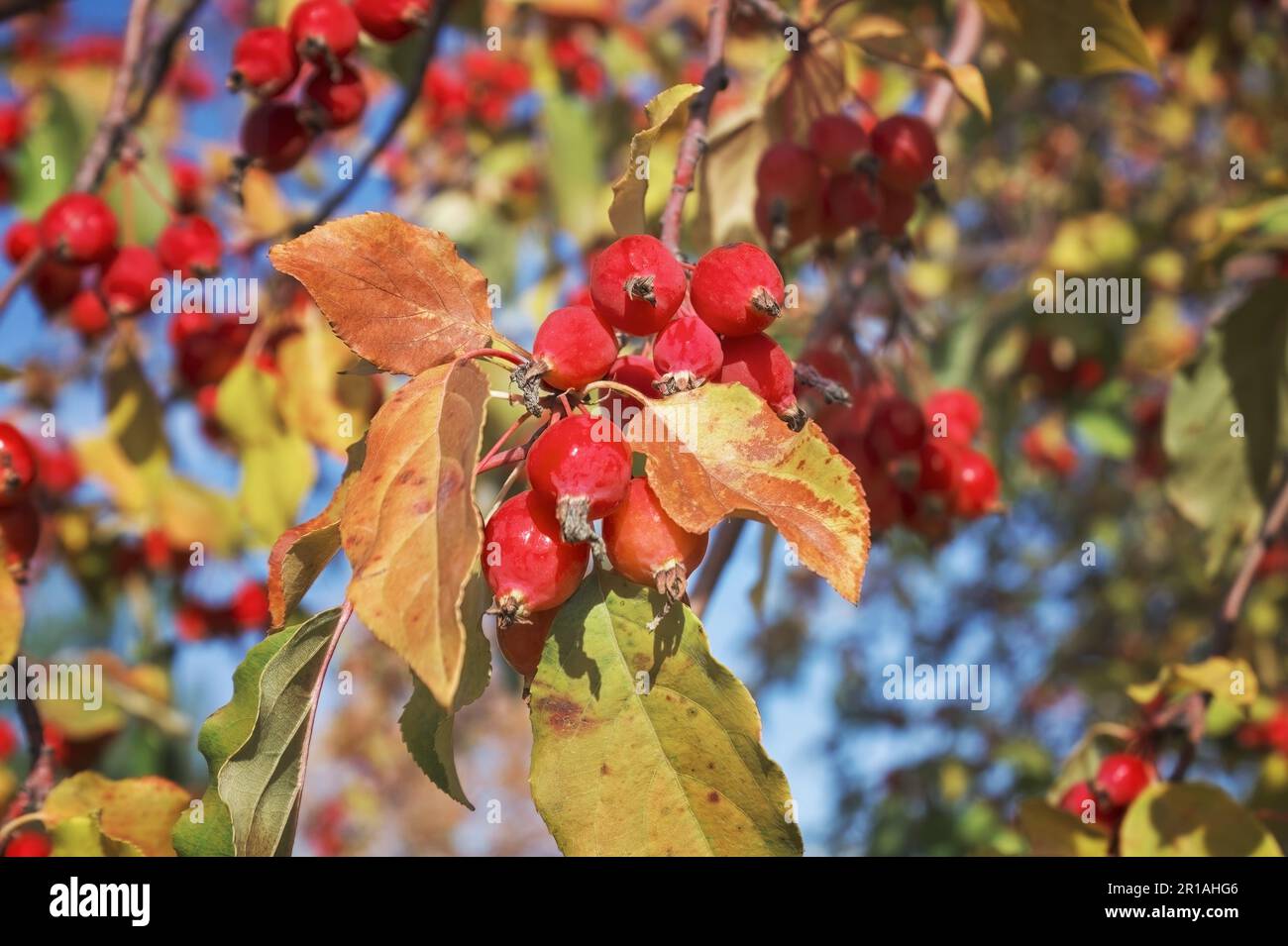 Selective focus red ripe small fruits on the tree in orchard, Malus is ...