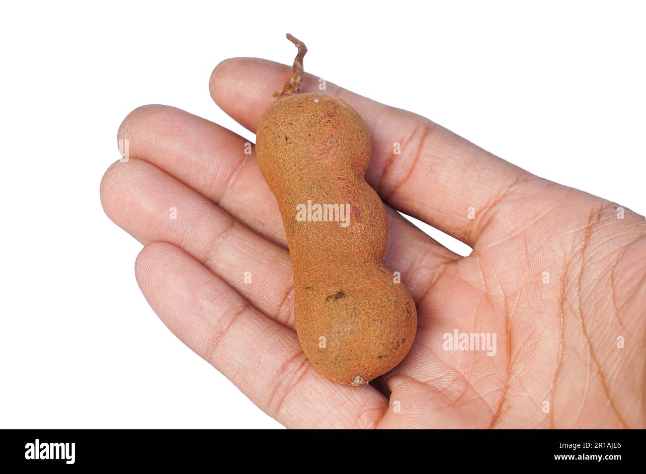 hand holding tamarind fruit on white background Stock Photo - Alamy