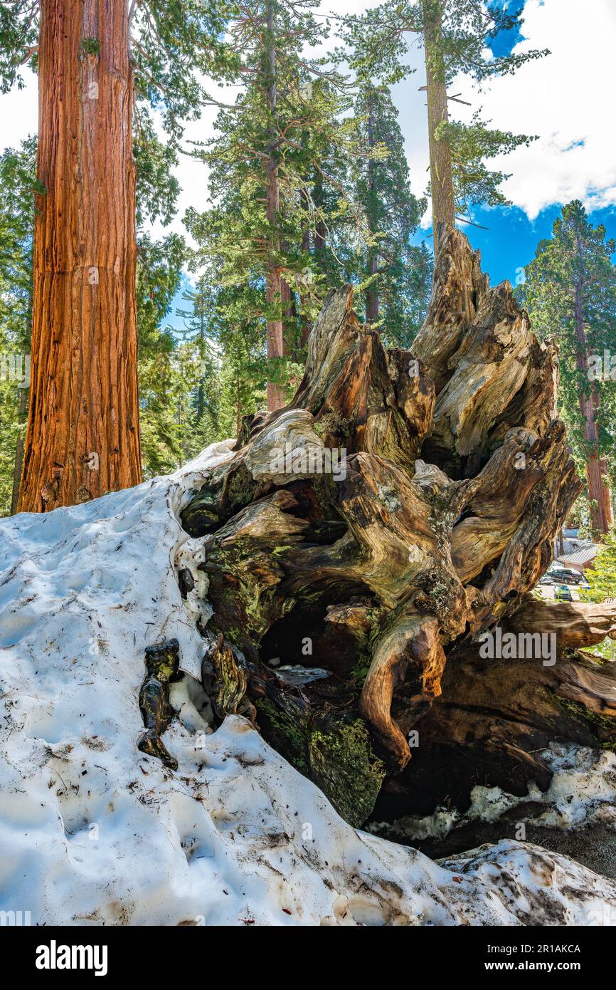 Tree stump next to giant Sequoia in Kings Canyon Natiional Park Stock ...