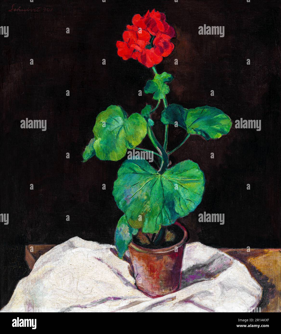 Nutmeg blossom hi-res stock photography and images - Alamy