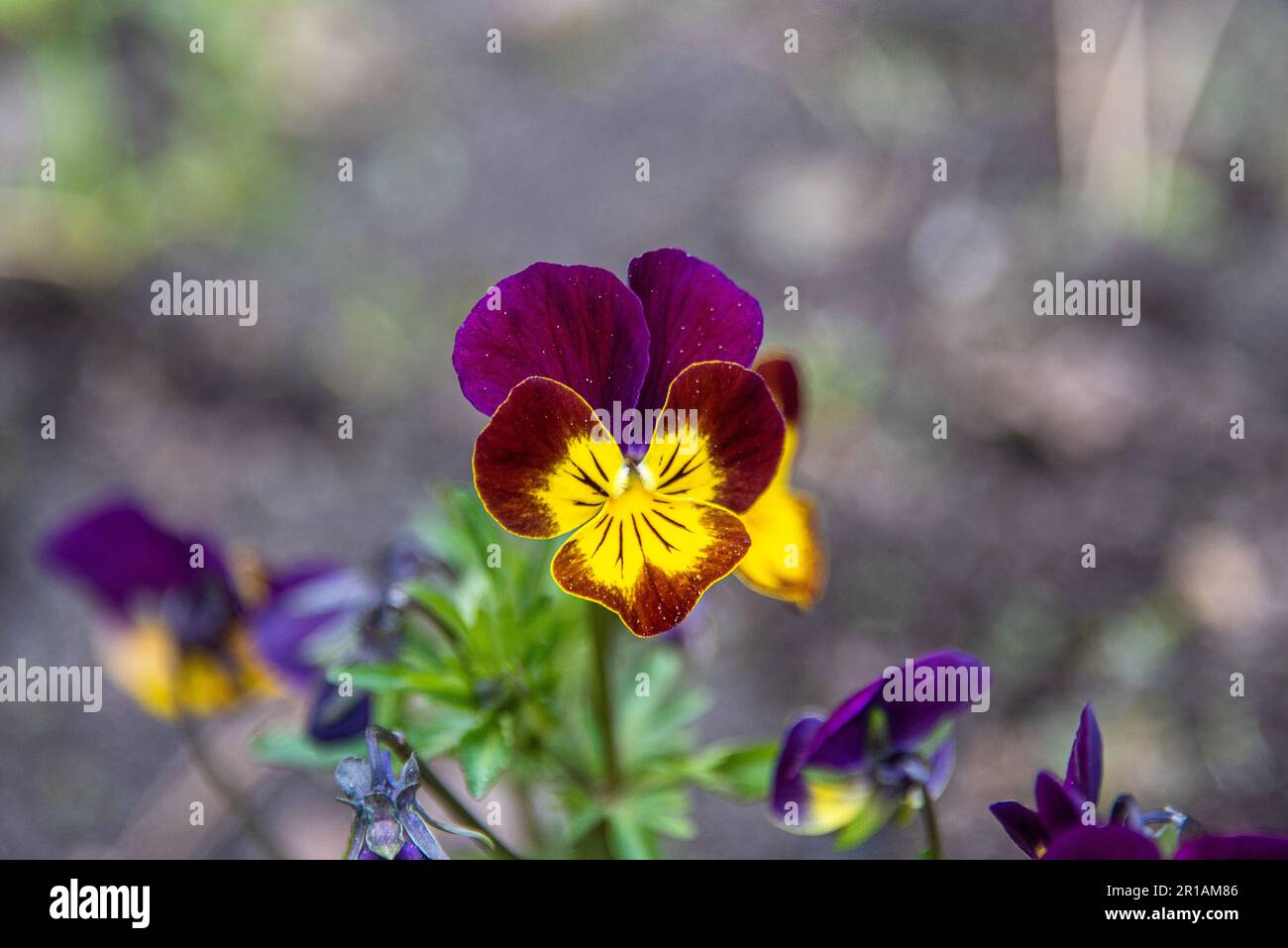 Soft focus closeup of burgundy with yellow primrose flower. Primrose ...